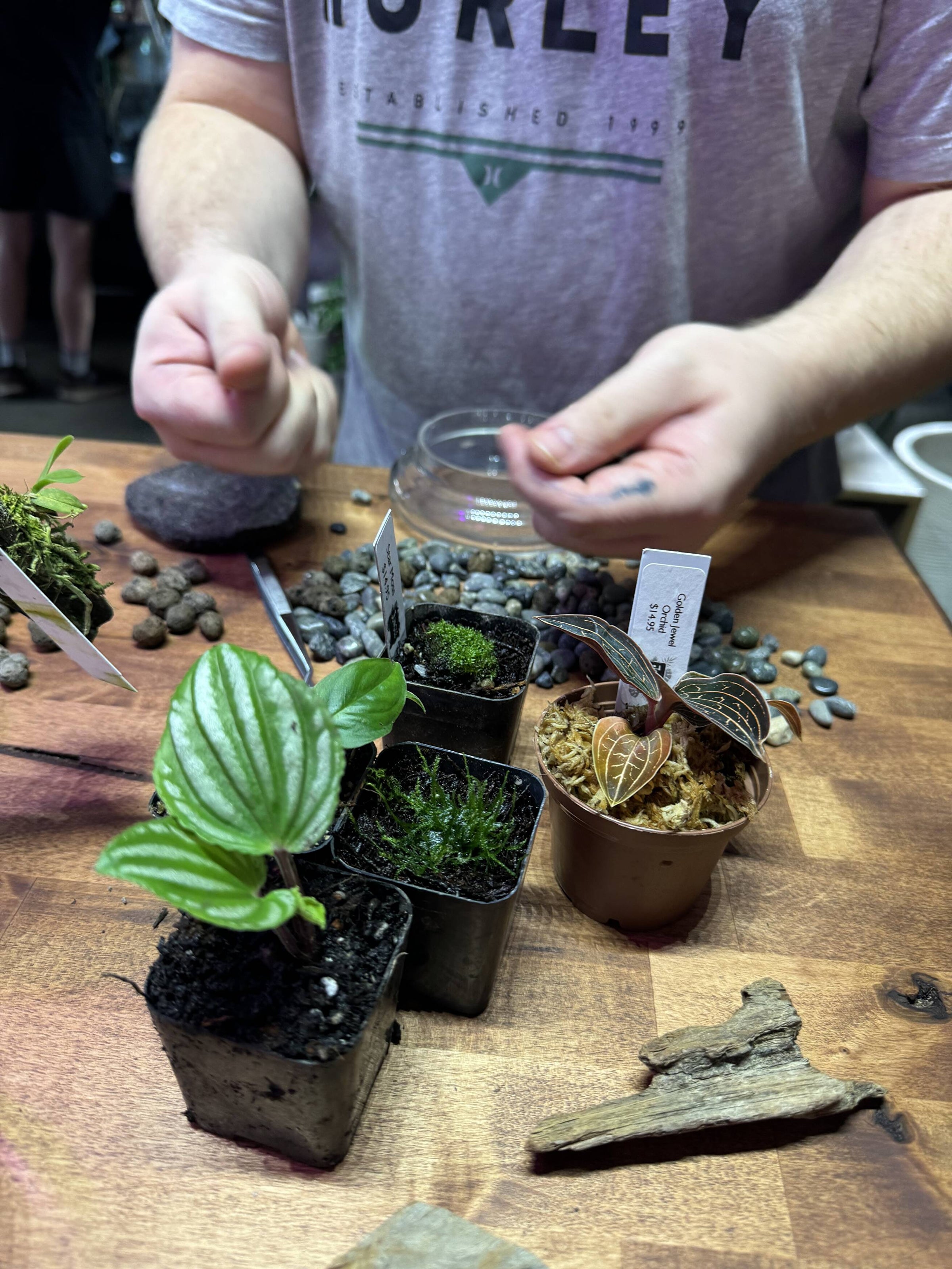 Phoenix Plant Store | Jungle Box